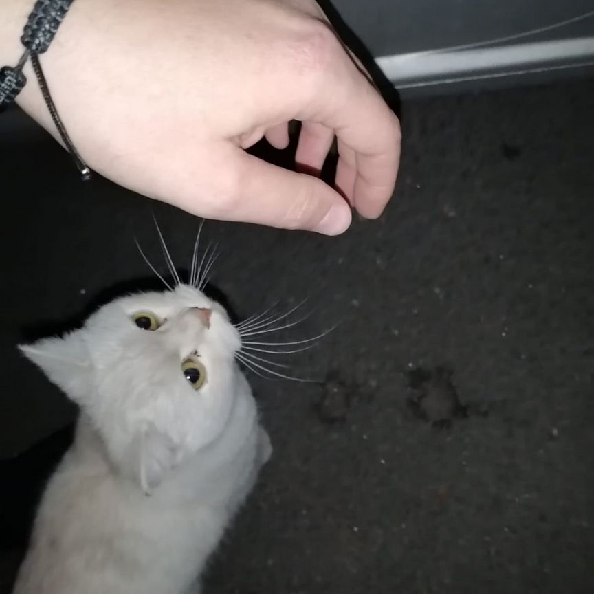 Найдена кошка