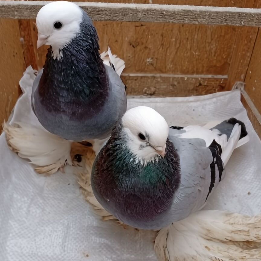 Продажа голубей