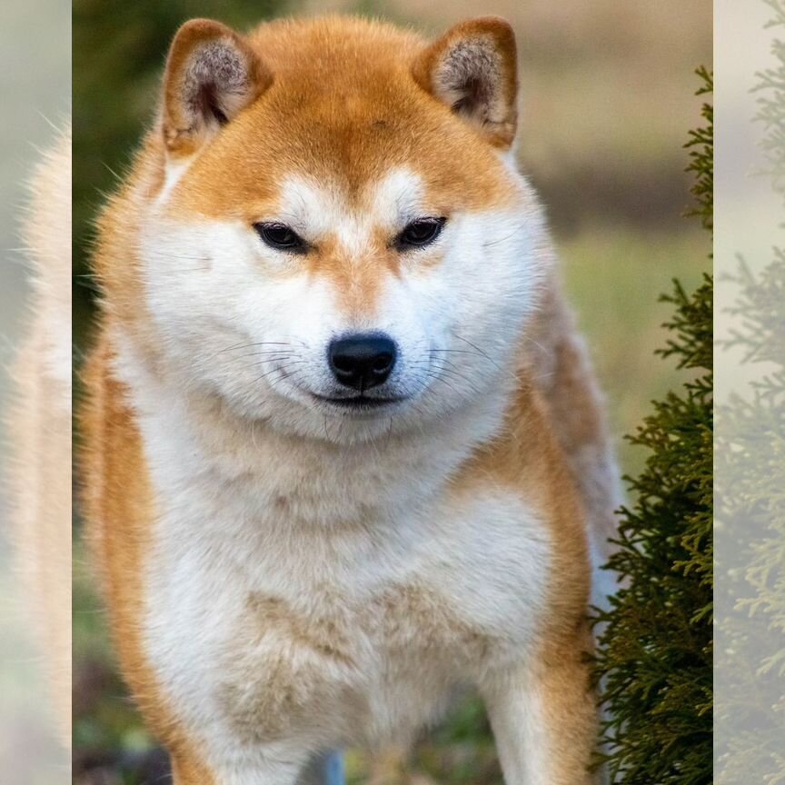 Сиба-ину, щенок