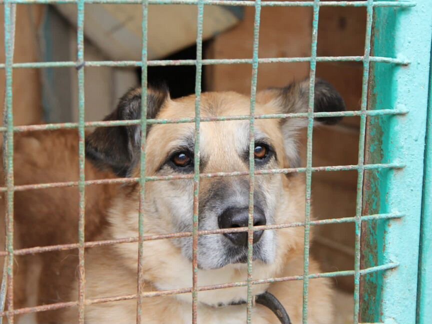 Таша - ранимая девочка в клетке