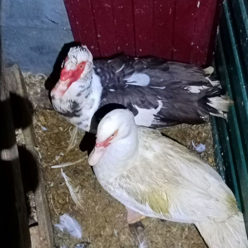 Мускусные утки