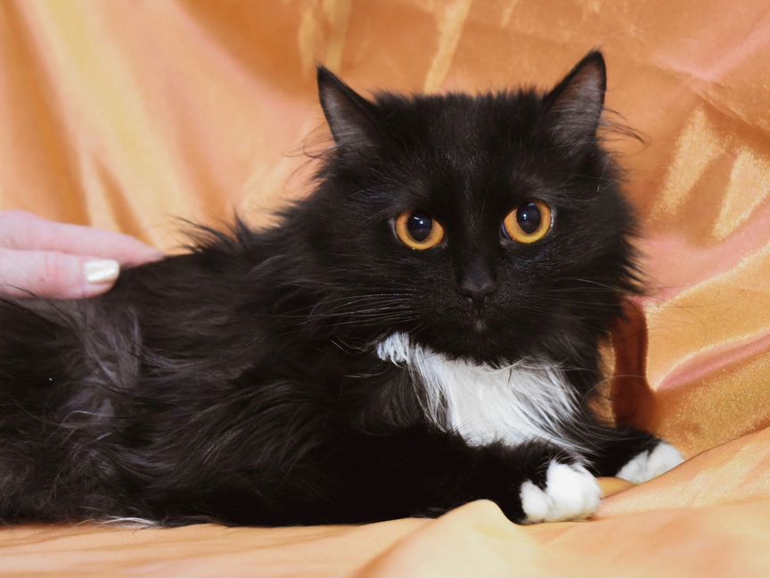 Кошка в добрые руки