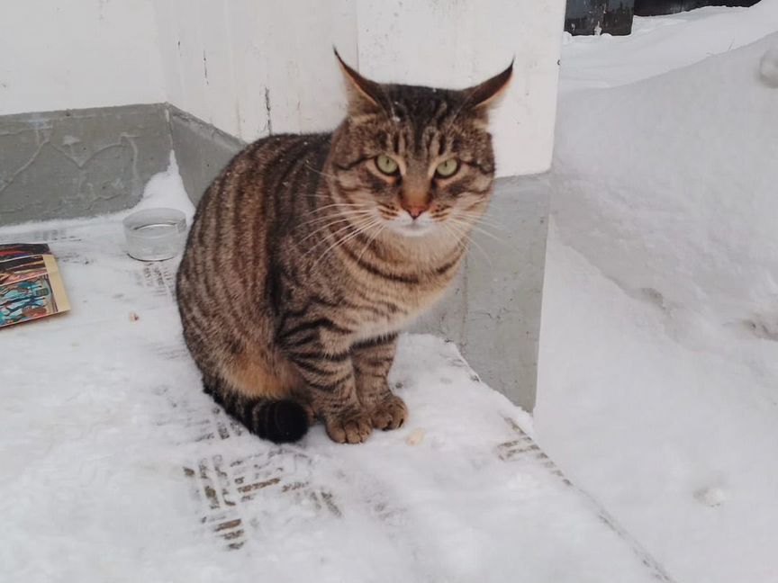 Котик пропадает на улице