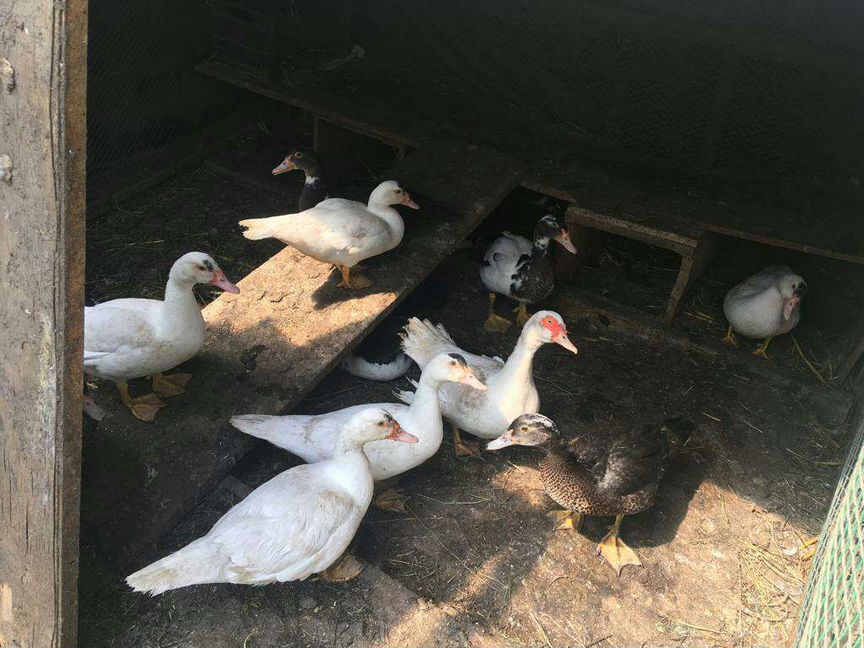 Индоутки на племя, индоутята