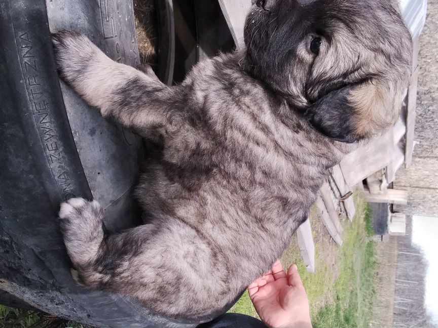 Отдам В добрые руки