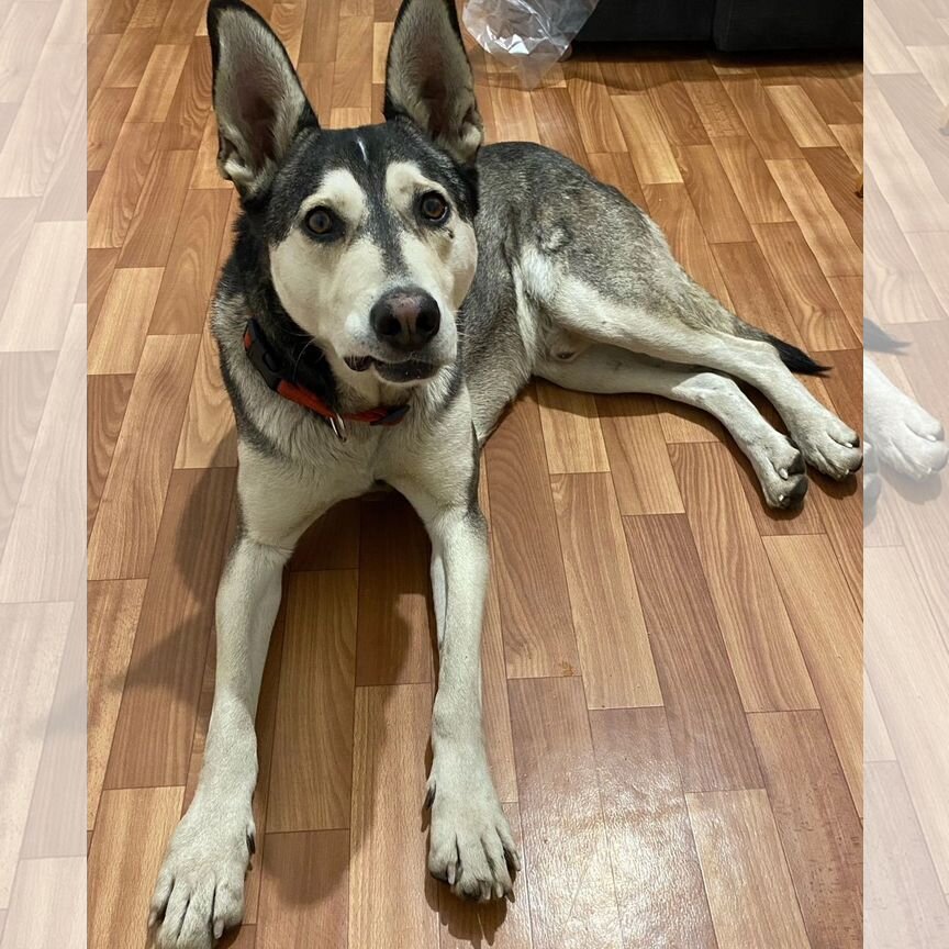 Собака в добрые руки