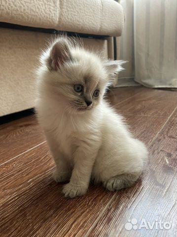 Котята невские маскарадные