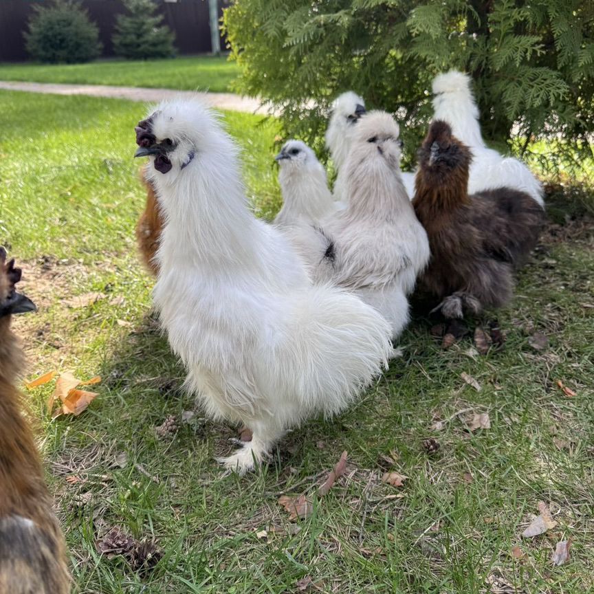 Петух китайский шелковый