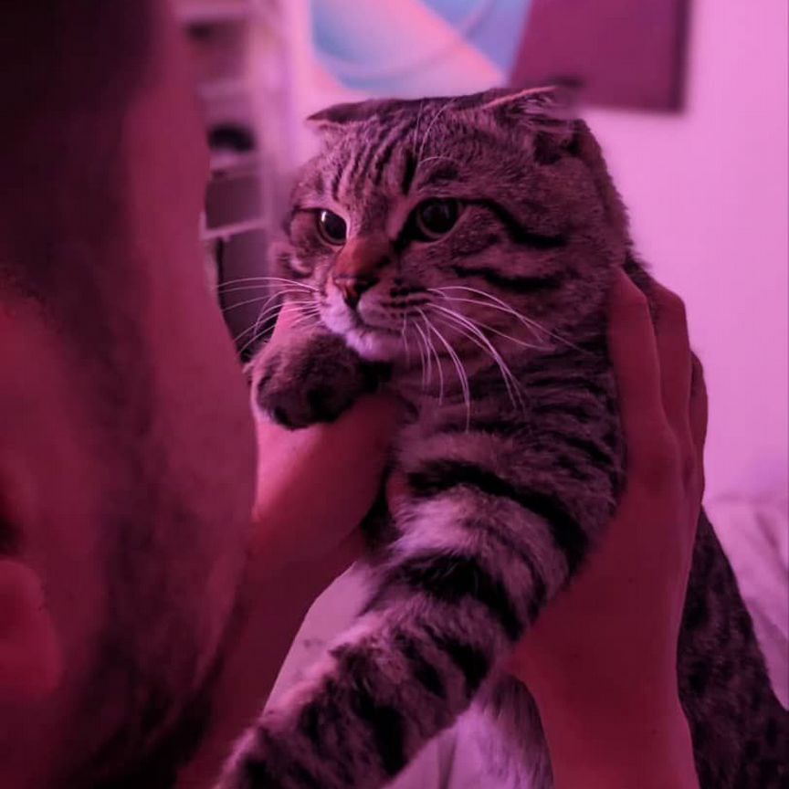 Отдаём несчастного толстого ласкового кота