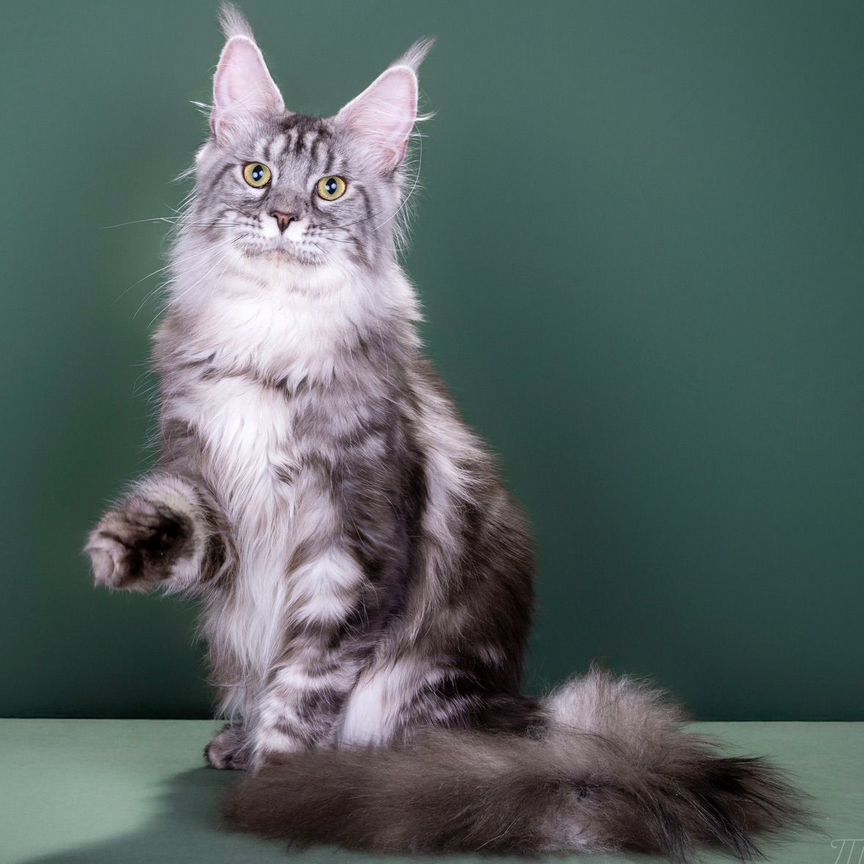 Мейн-кун мальчик серный мрамор серебряный