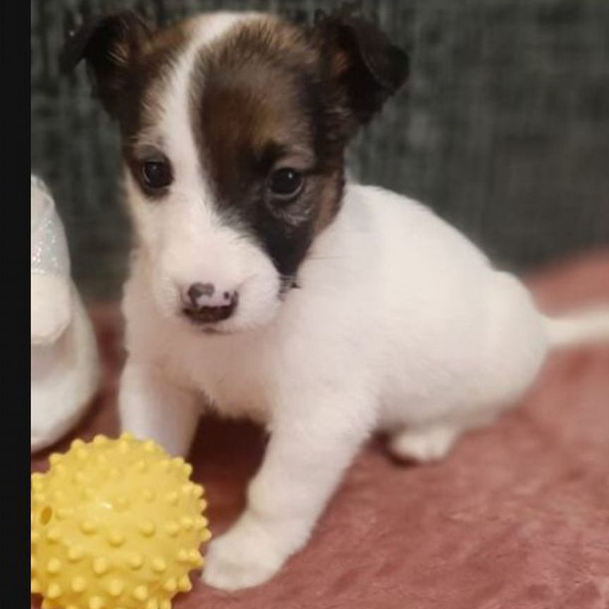 Щенок джек рассел терьер