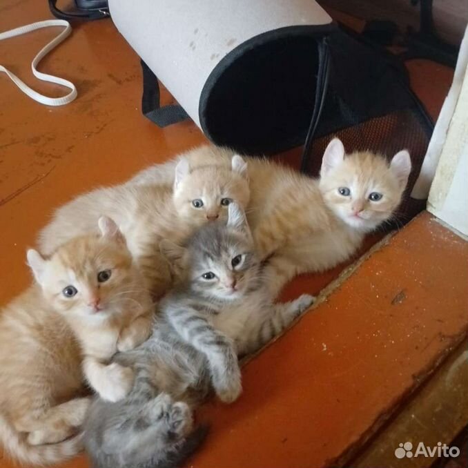 Американский керл котята