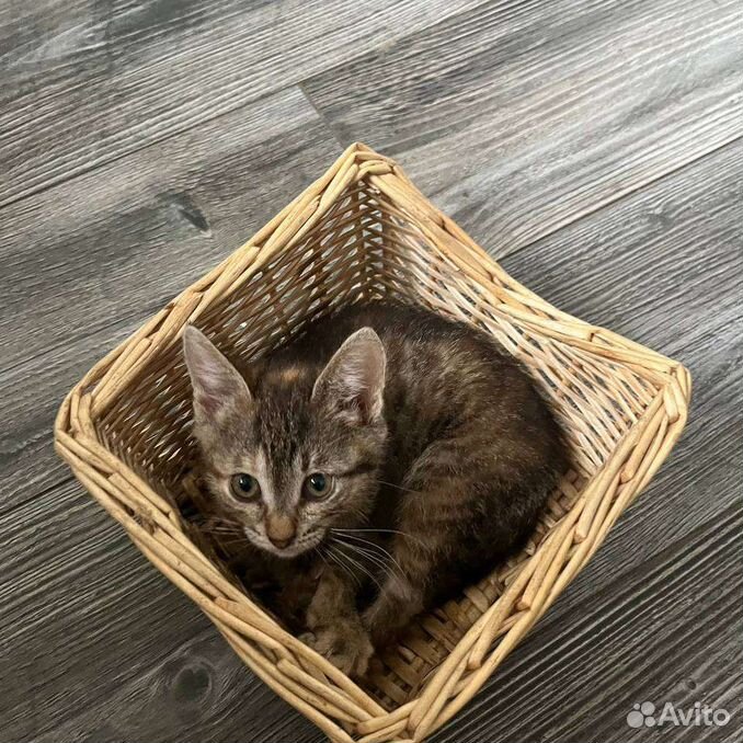 2-месячный котёнок в добрые руки