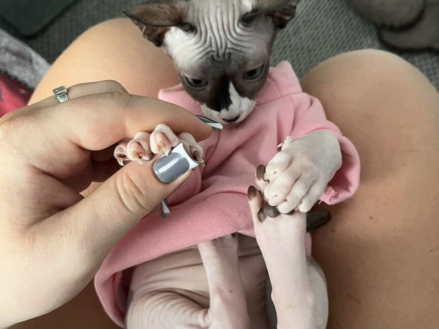 Донской сфинкс котенок