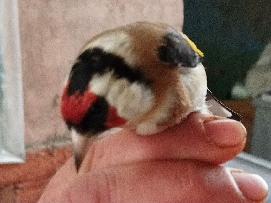 Певчие птицы