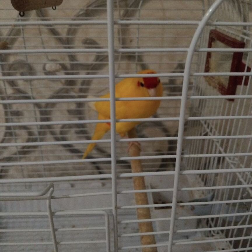 Попугай какарик