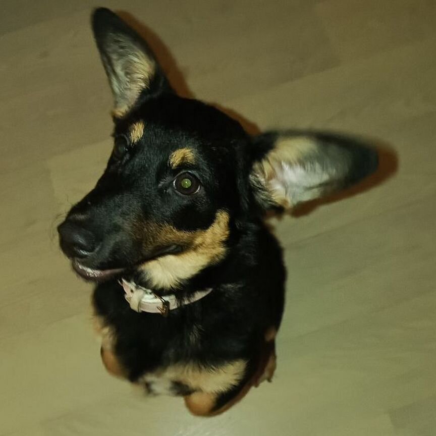 Щенок в добрые руки бесплатно маленькая порода