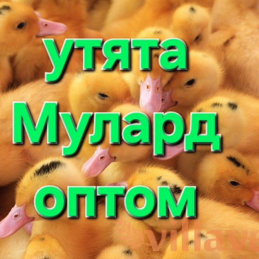 Утята мулард оптом
