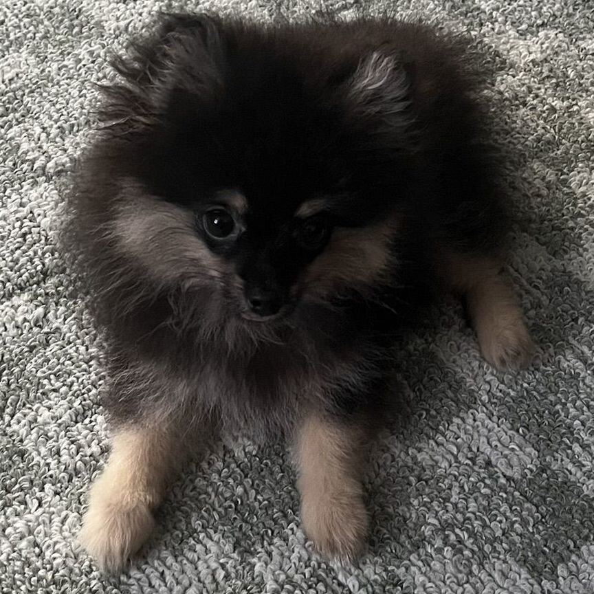 Померанский шпиц, щенок