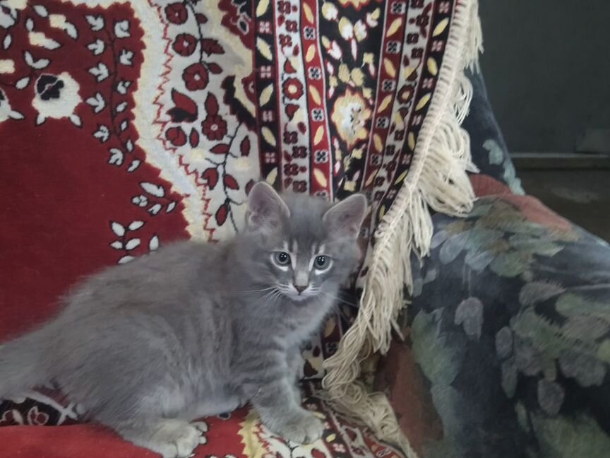 Котятки от кошки мышеловки