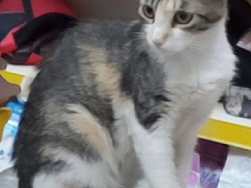 Трехцветный котенок девочка