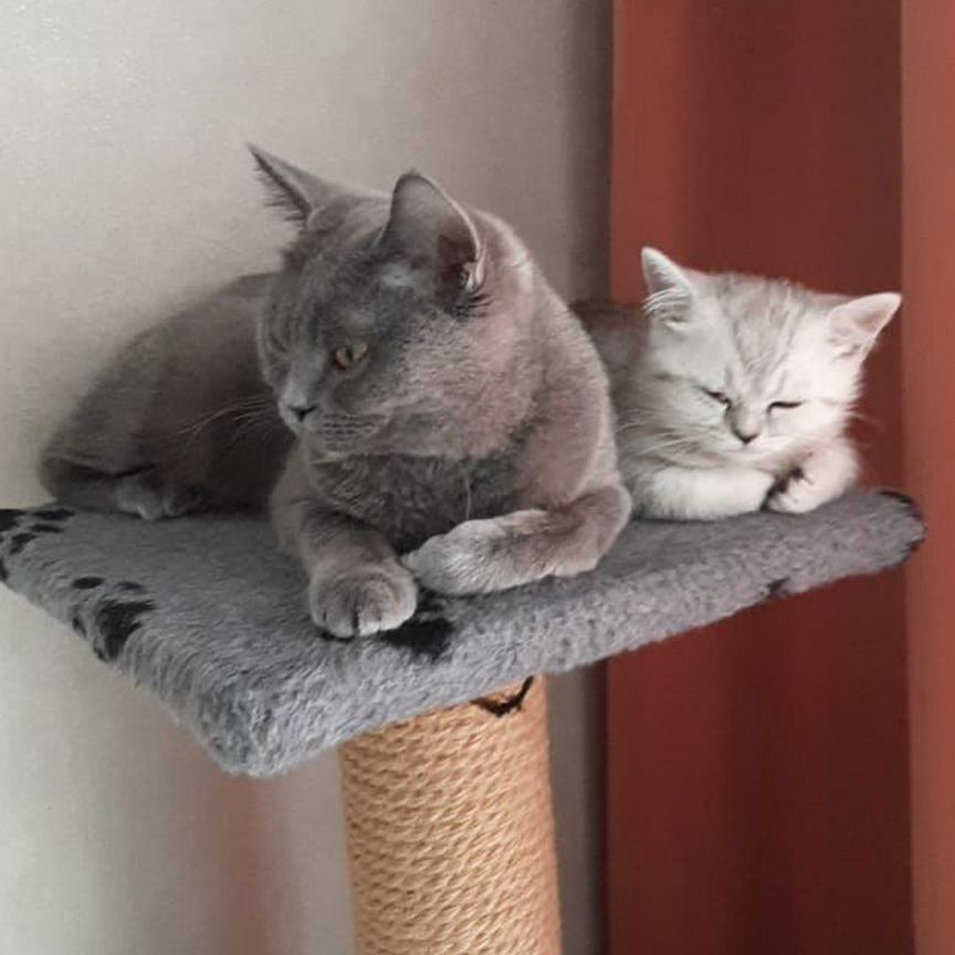 Британская