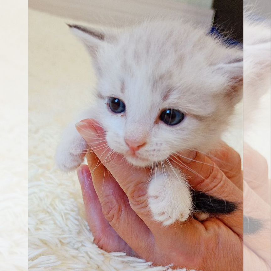 Котята метисы Сиамский кот, египетская мау
