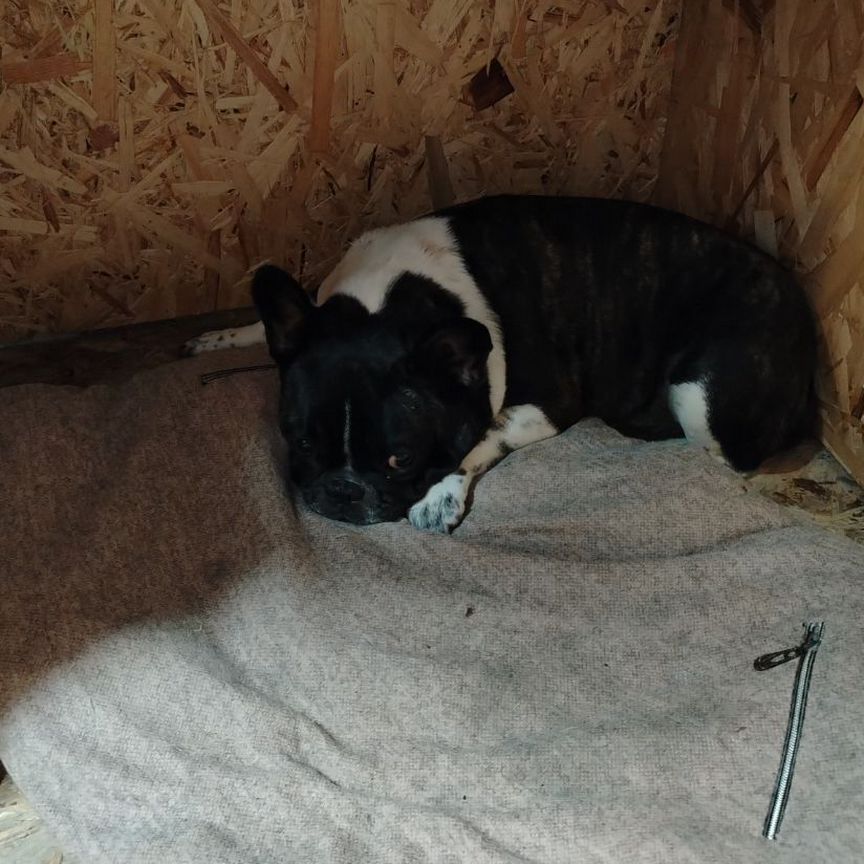 Французский бульдог, взрослая собака