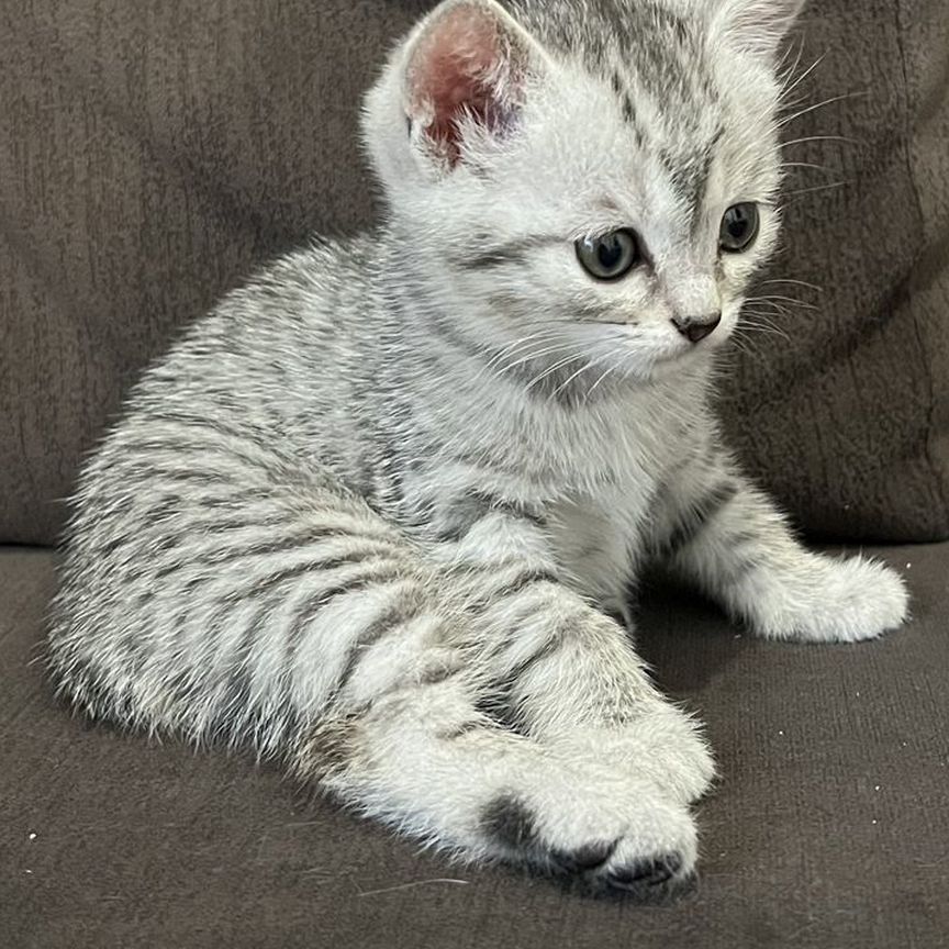 Шотландский прямоухий длинношёрстный котёнок