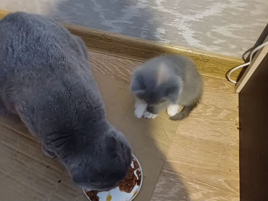 Котята