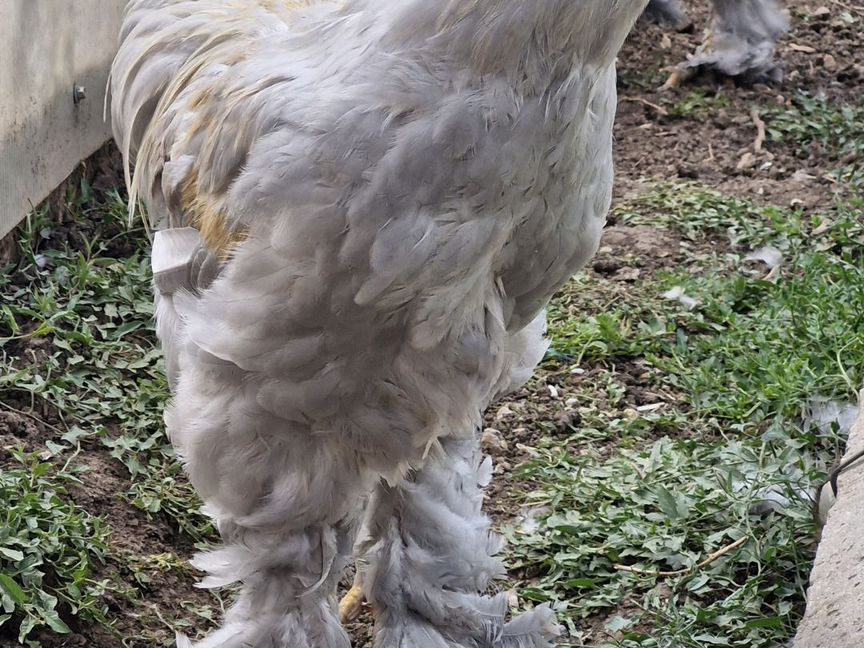 Петух брама изабелла