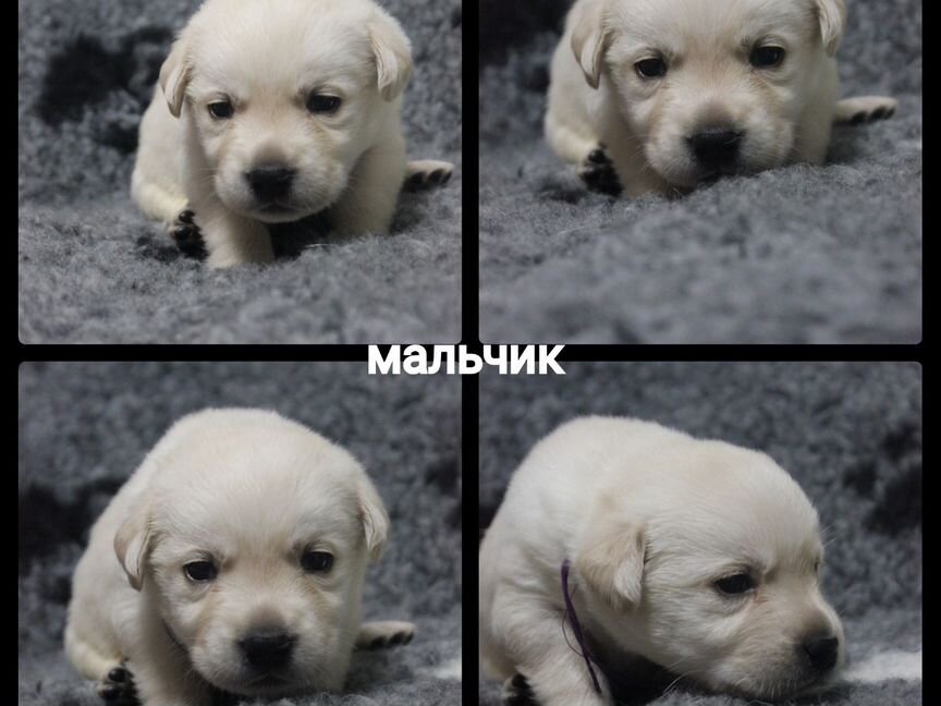 Лабрадор ретривер щенки