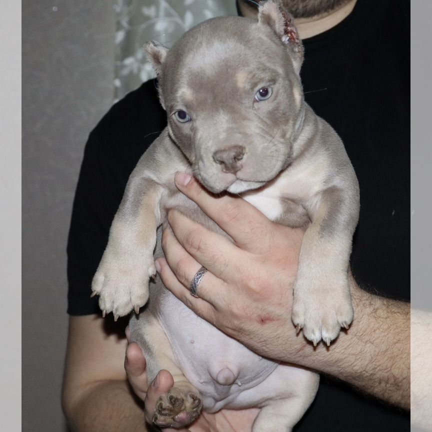 Американский булли, щенок