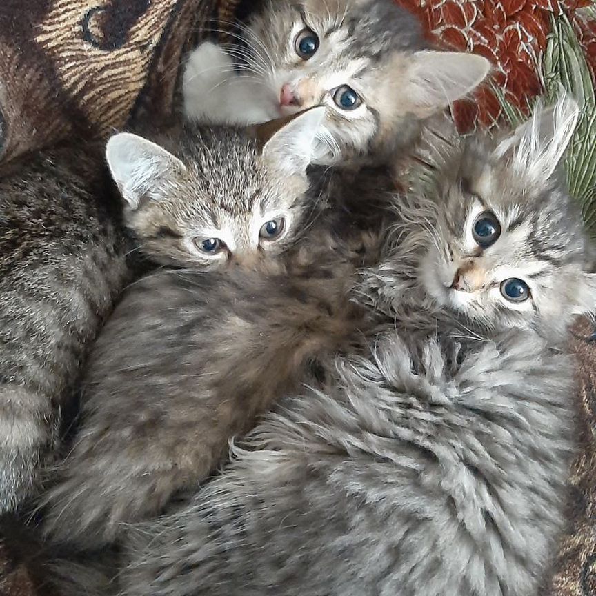 Котята 2,5 месяца