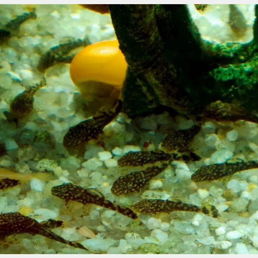Сомики