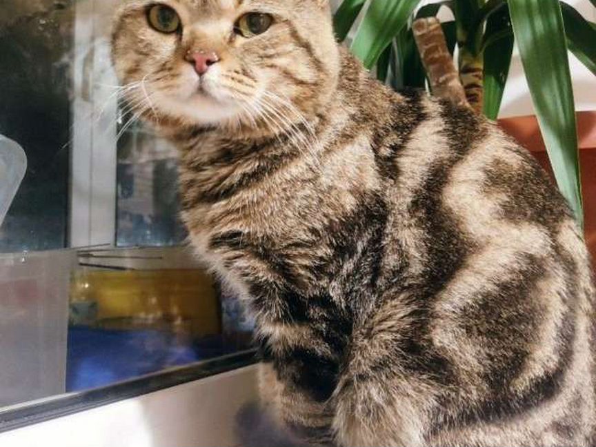 Британский кот для вязки