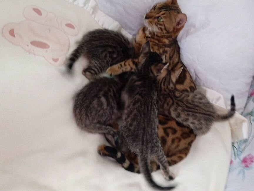 Шотландские котята