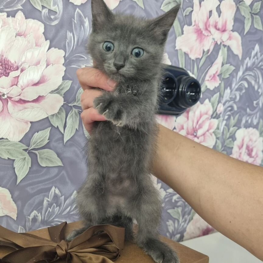 Отдам в добрейшие ручки котят