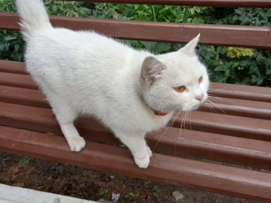 Кошечка красавица, стерилизованная