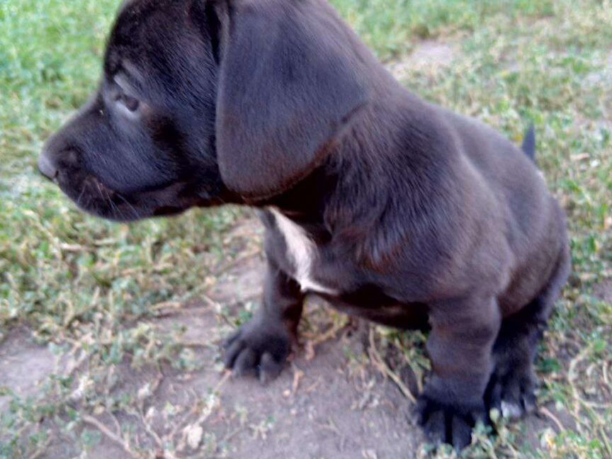 Щенки метисы таксы