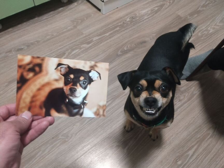 Цвергпинчер