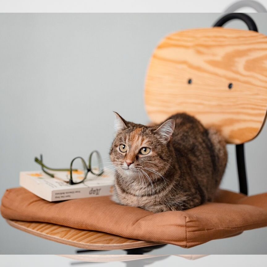 Кошечка