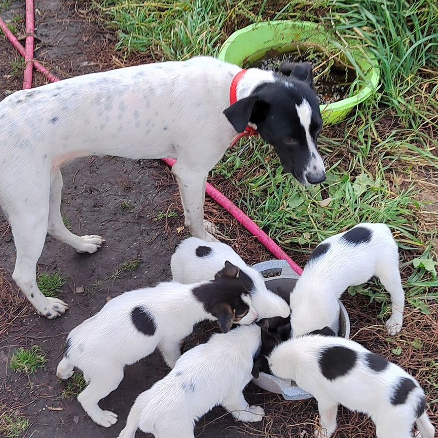 Щенки 1,5 месяца