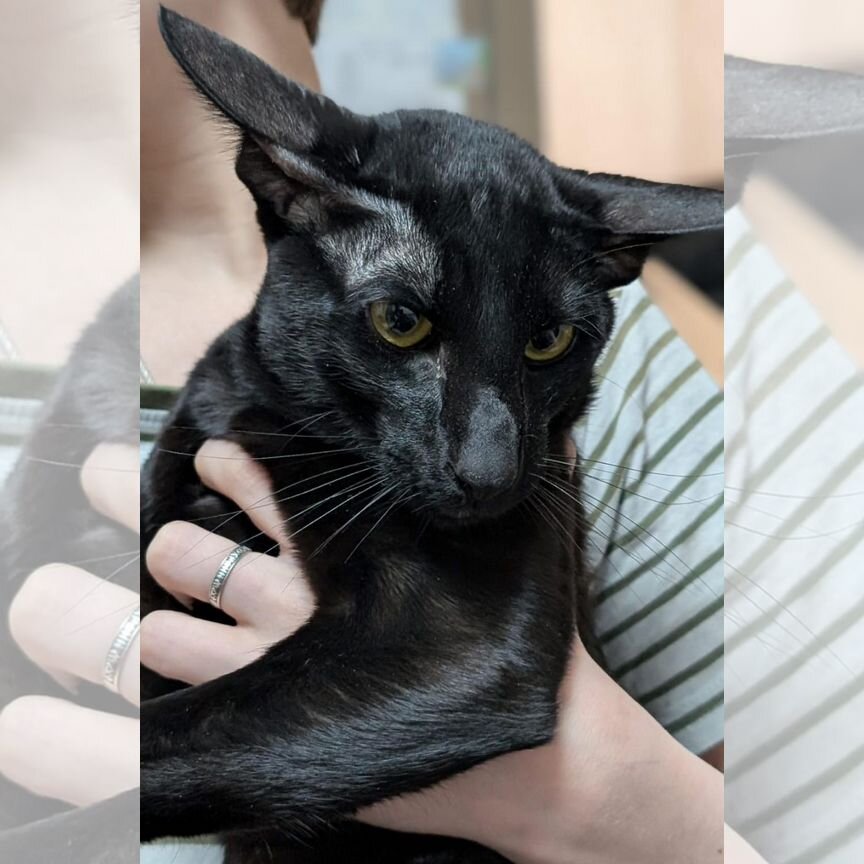 Кот вязка