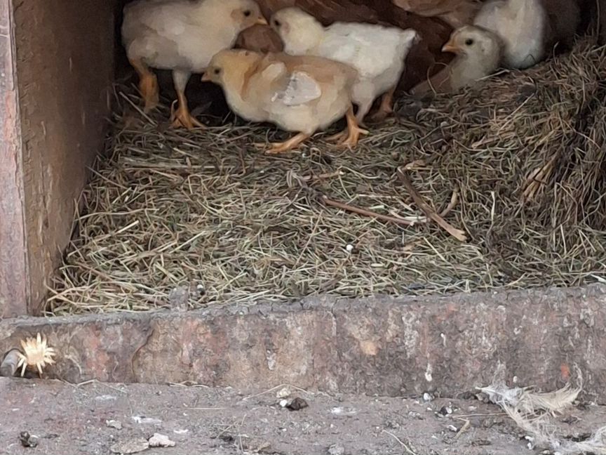 Клушка с цыплятами