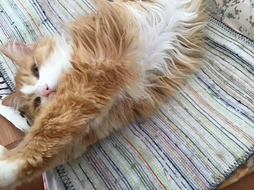 Кому счастье в дом