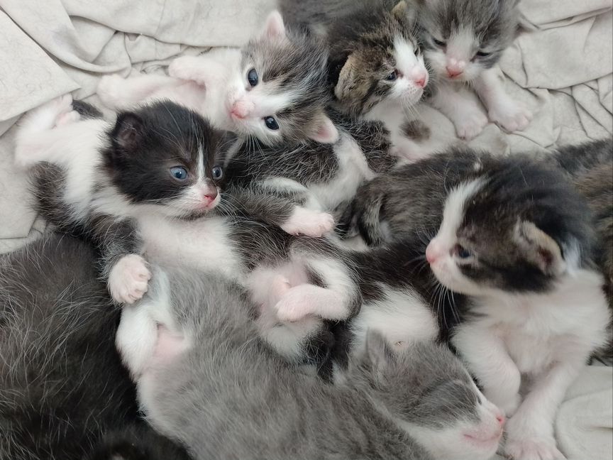 Котята