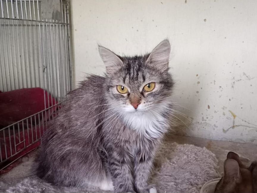 Котенок Люся в хорошую семью бесплатно