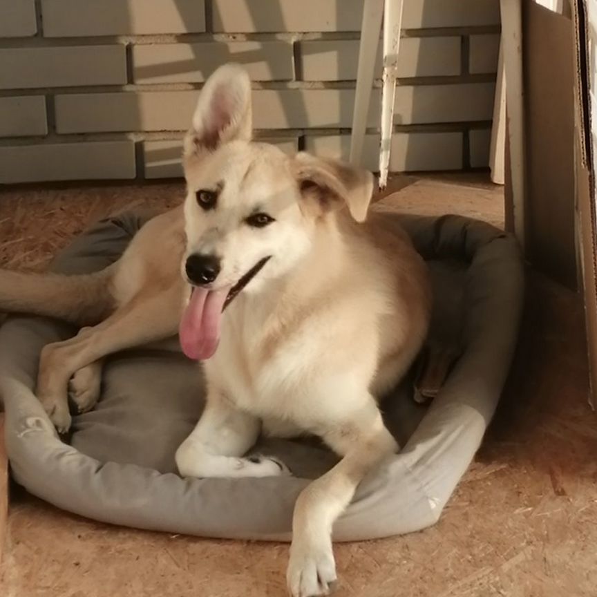 Отдам бесплатно собаку