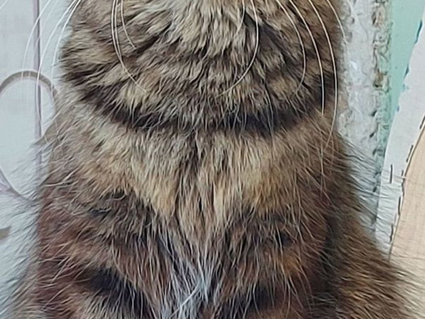 Отдам бесплатно кошку